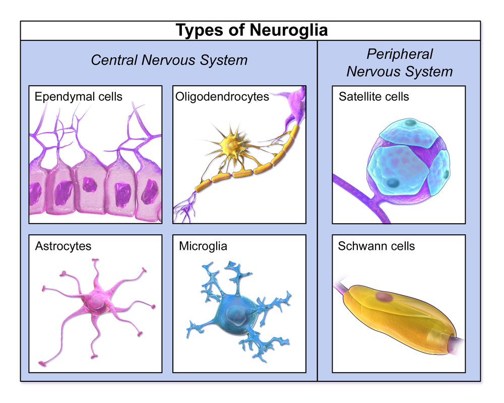 Neurohistology - Libre Pathology